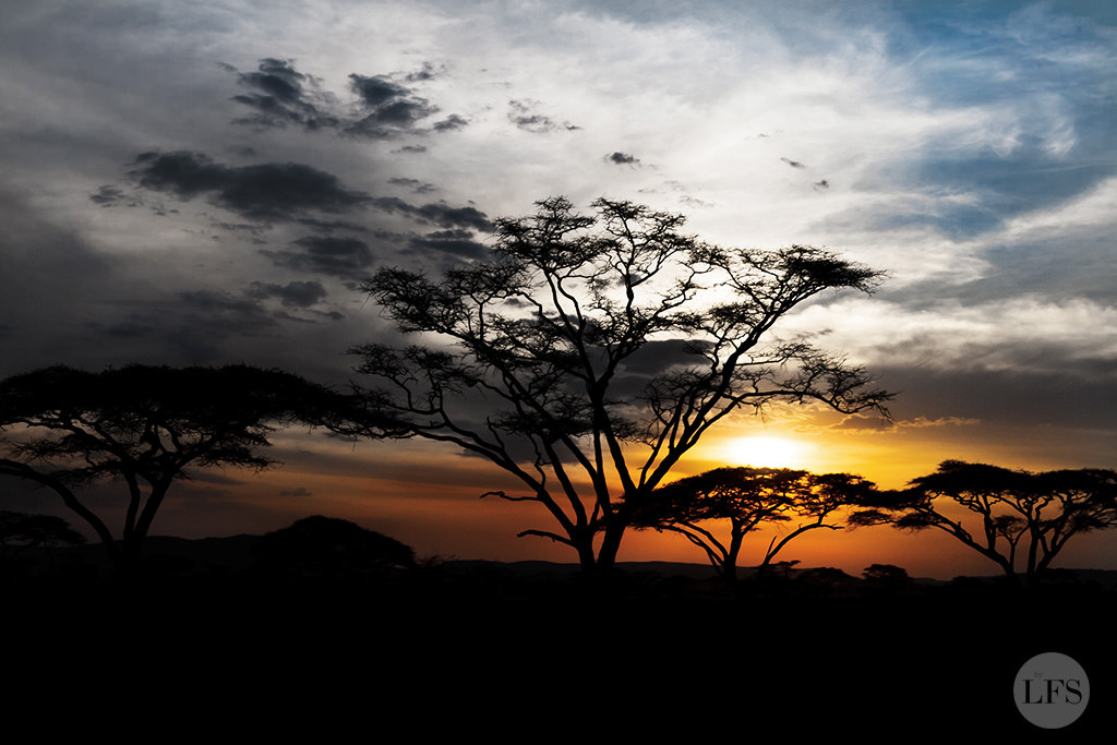 De safari fotográfico por Tanzania - Luis dice